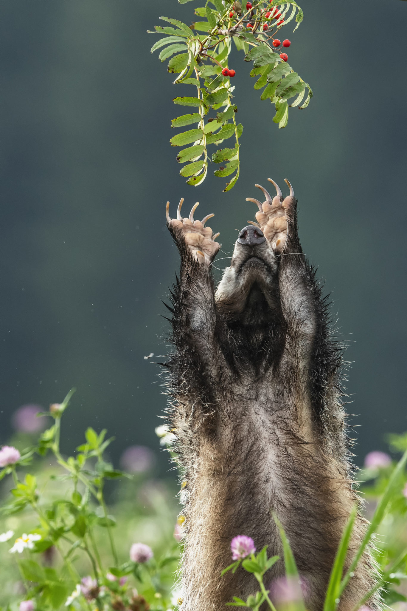 Home - Gloucestershire Badger Group