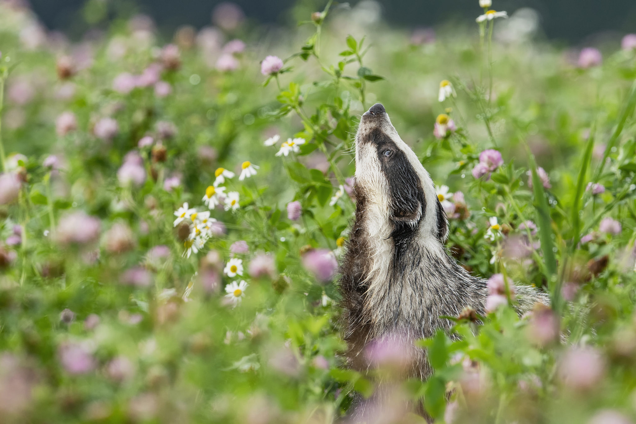 Join Us - Gloucestershire Badger Group