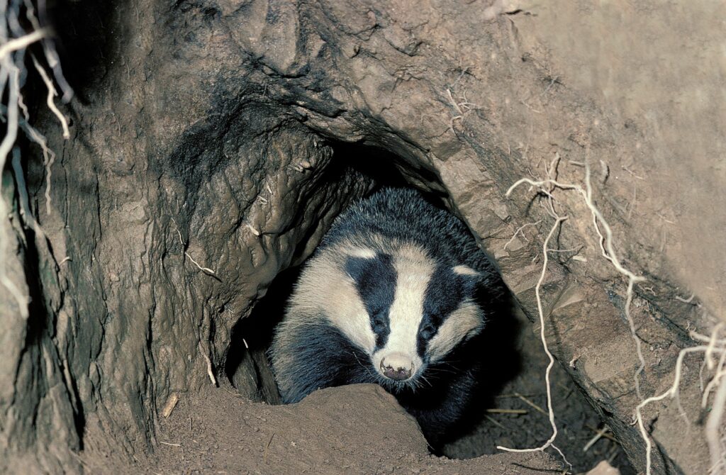 Home - Gloucestershire Badger Group