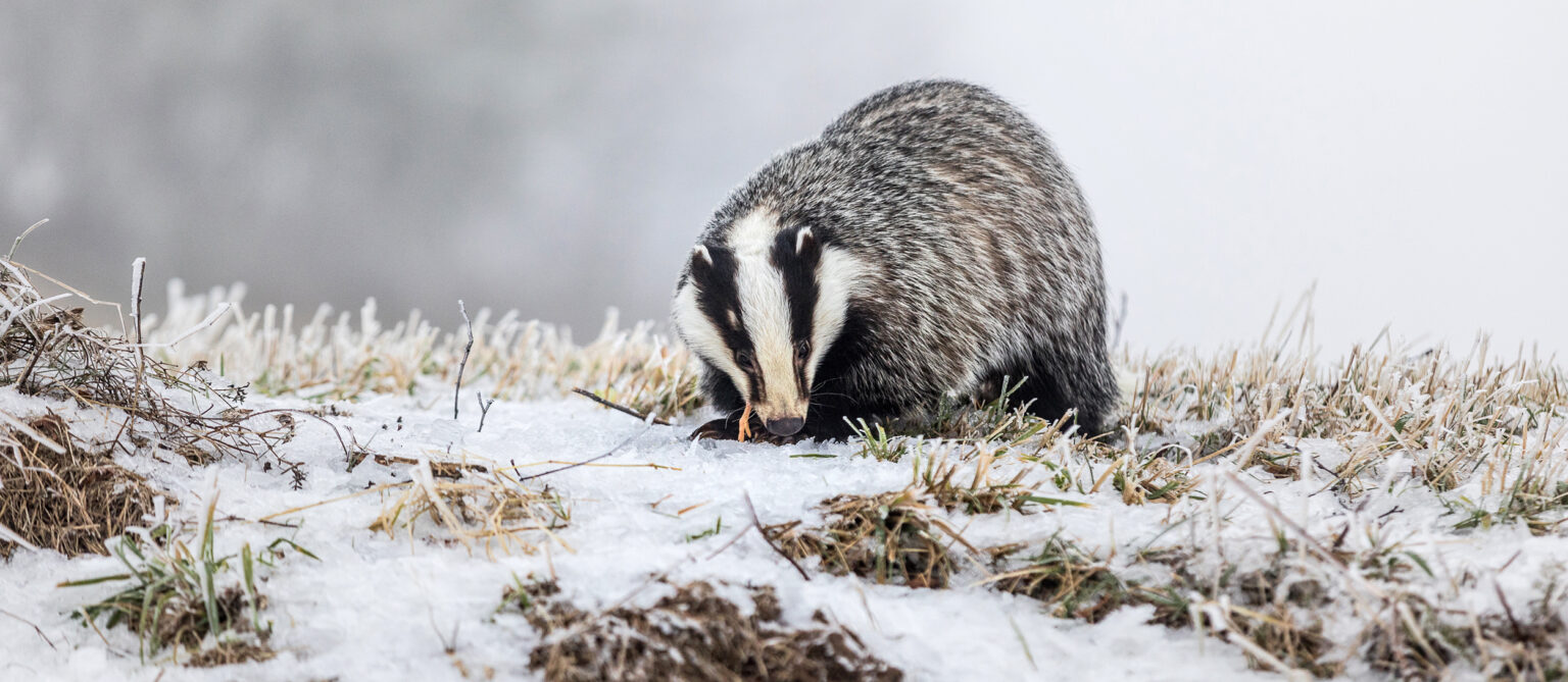 Badgers - Gloucestershire Badger Group