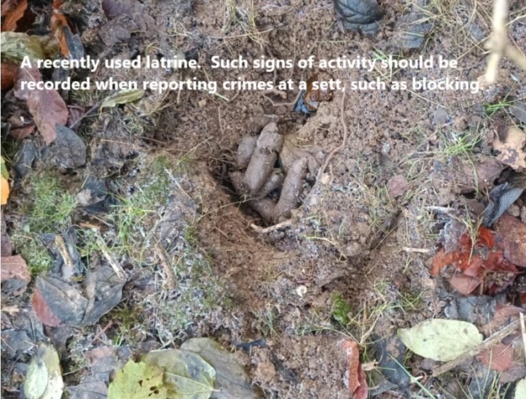 Badgers - Gloucestershire Badger Group