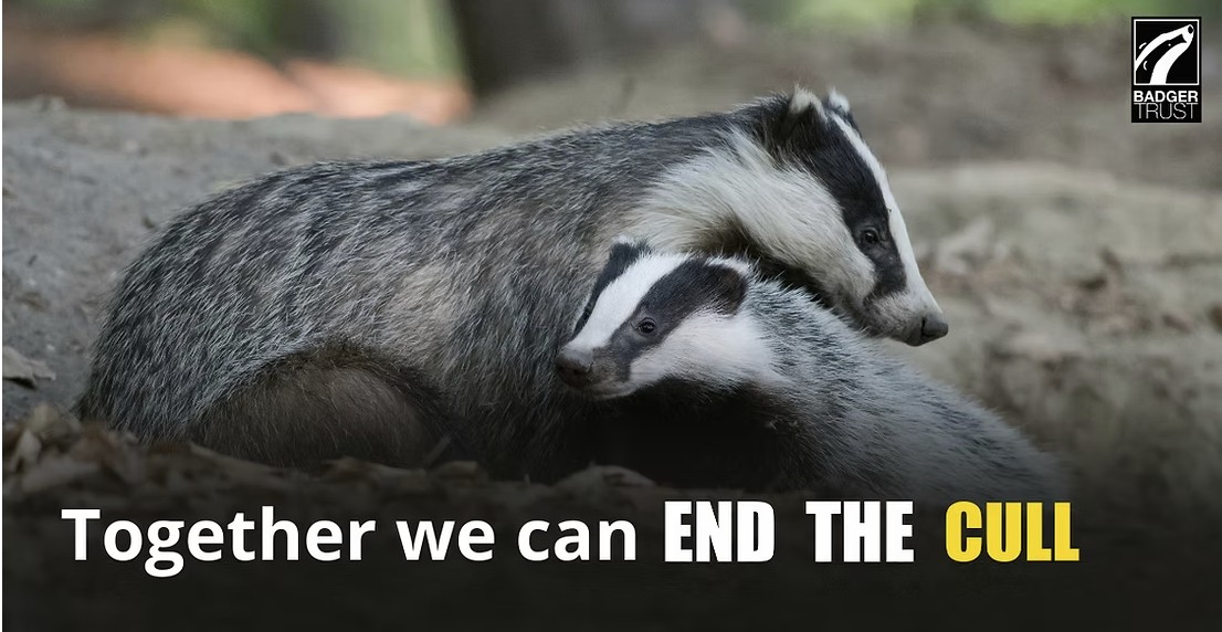 Over Half of UK Badger Population Killed - Gloucestershire Badger Group